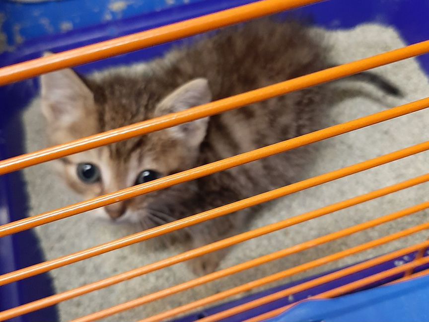 Котята в добрые руки бесплатно