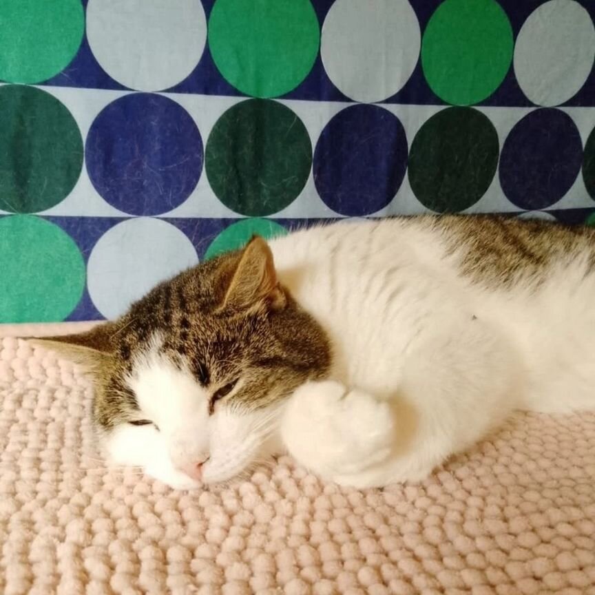 Кот добрячок