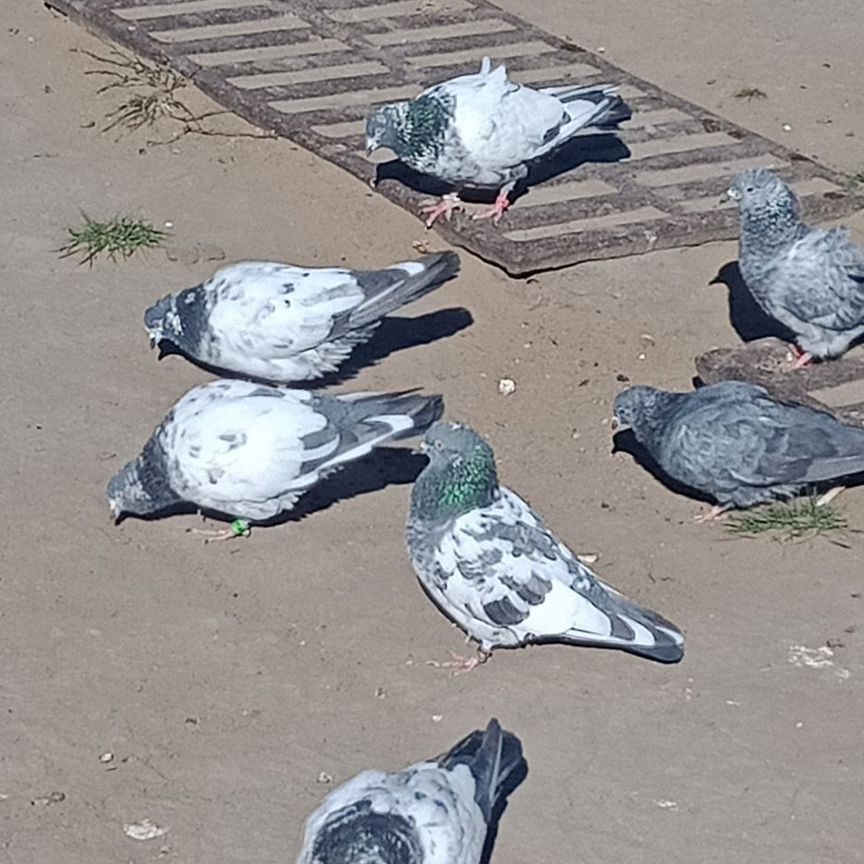 Голуби