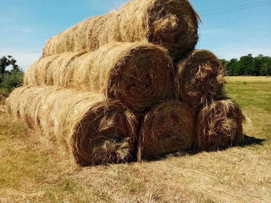 Сено луговое в тюках