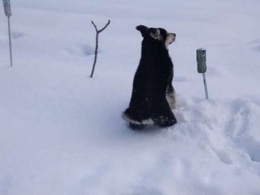 Отдам бесплатно животные