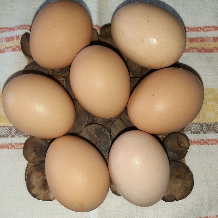 Инкубационное яйцо кур