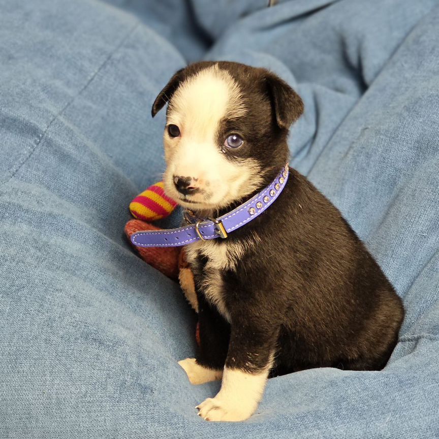 Хасан в добрые руки