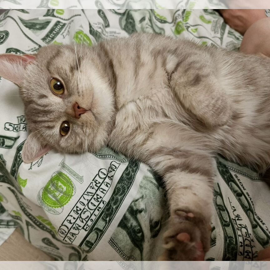 Отдам бесплатно кота, порода британская