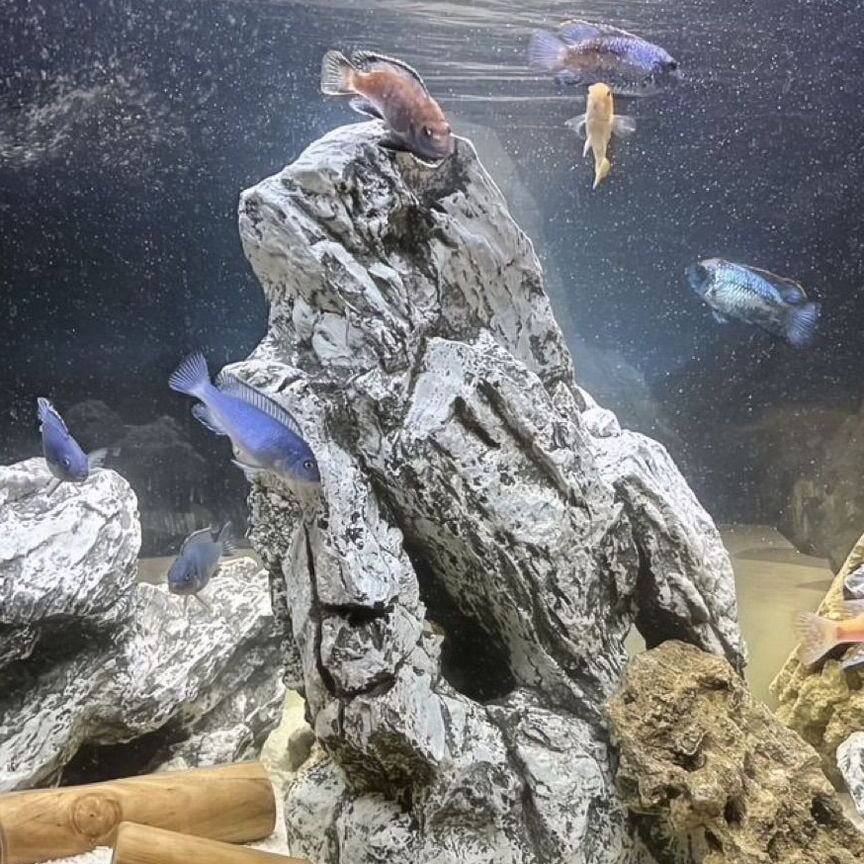 Цихлиды, нанокары, пиндани