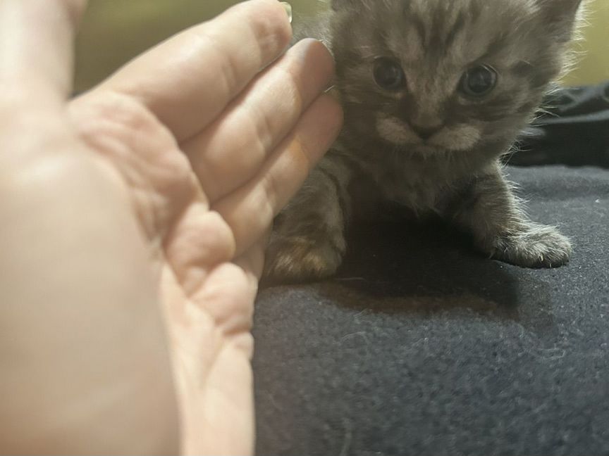 Шотландская вислоухая кошка