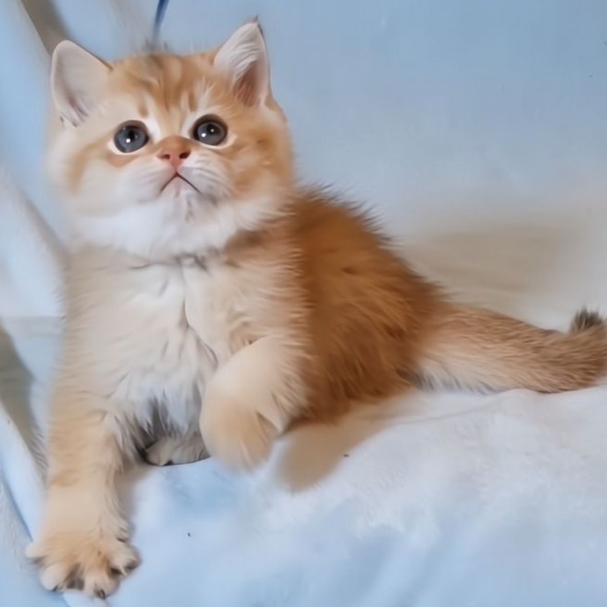 Британский короткошёрстный котёнок
