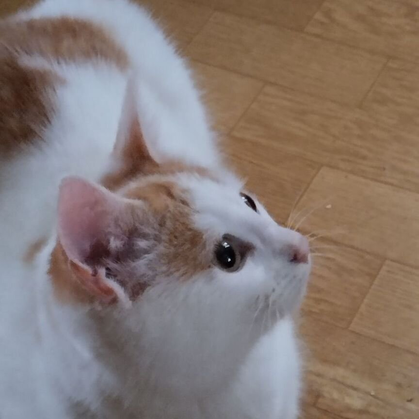 Очаровательный малыш в добрые руки