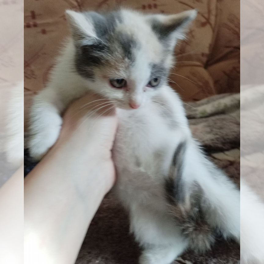Котята в добрые руки даром бесплатно