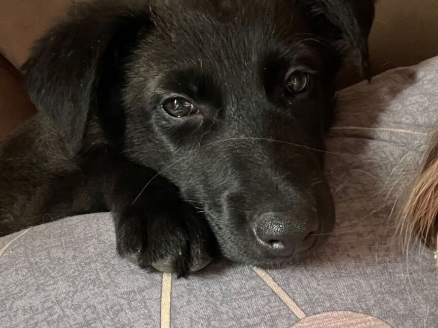 Милый щенок бесплатно