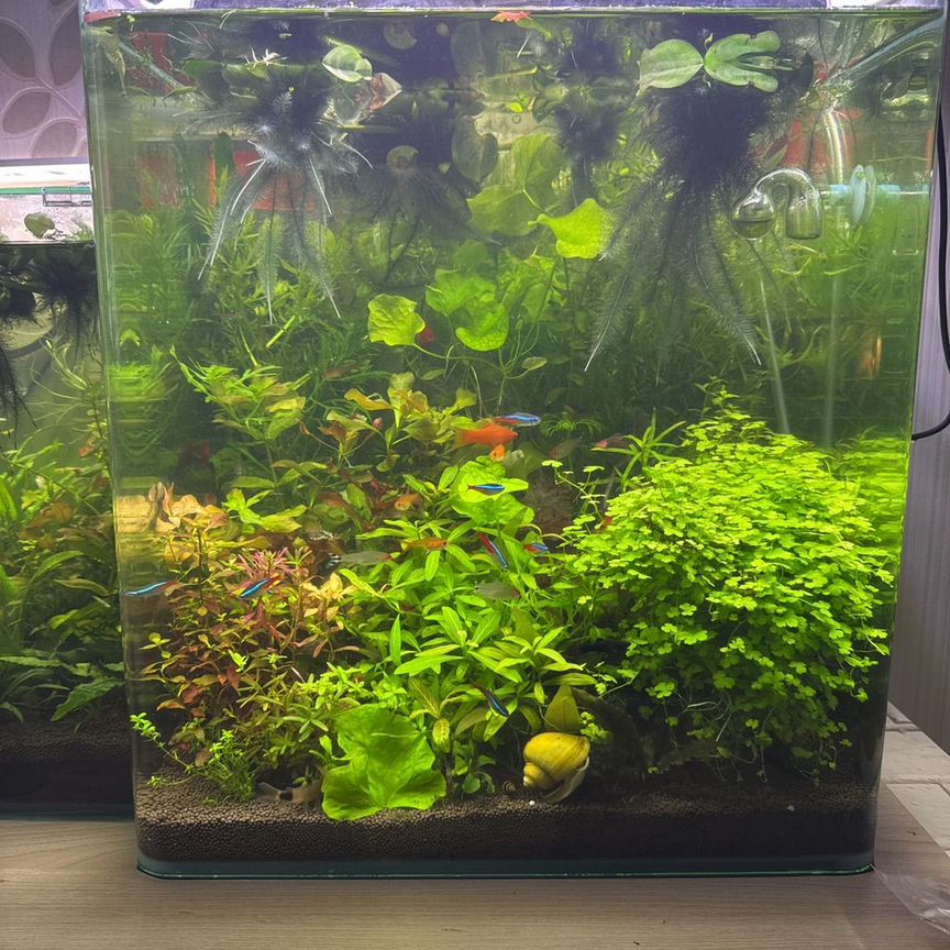 Аквариумные растения