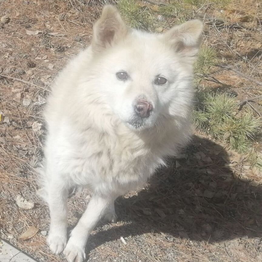 Пёсик живёт возле дороги