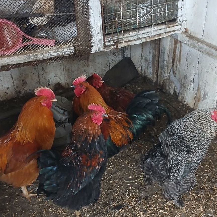 Молодые петухи