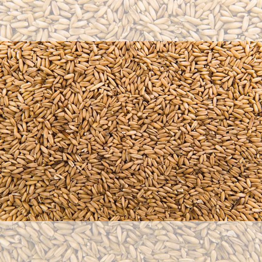 Зерно пшеница ячмень