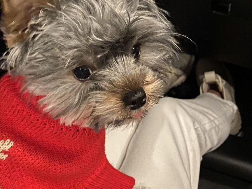 Ищу йоркширский терьер девочку для вязки