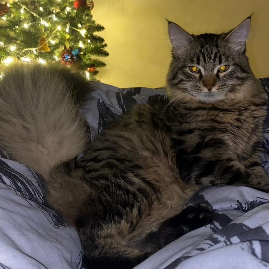 Сибирская кошка