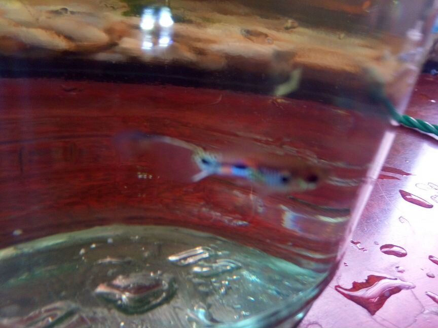 Рыбы и растения