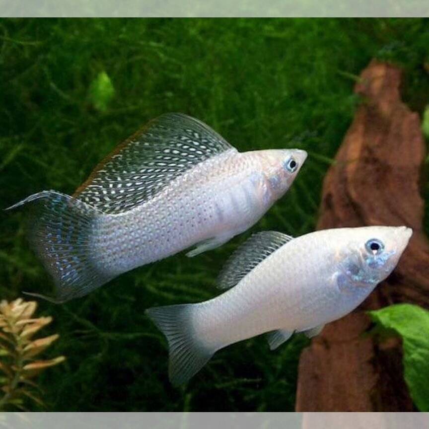 Рыбка моллинезия