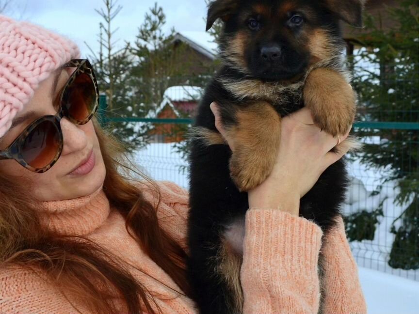 Щенки кобели, 1,5 месяца, РКФ