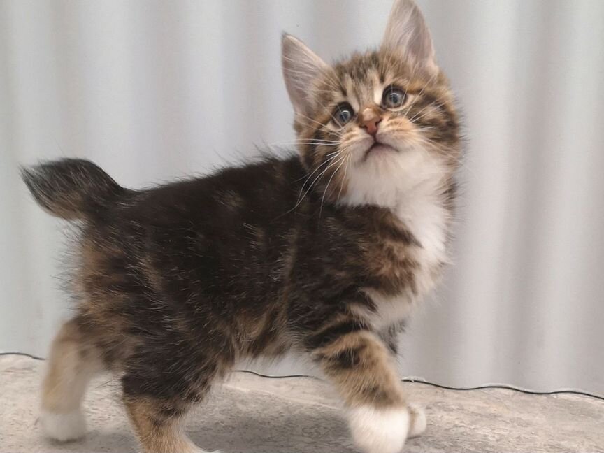 Курильский бобтейл