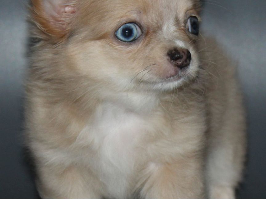 Чихуахуа лиловый мрамор