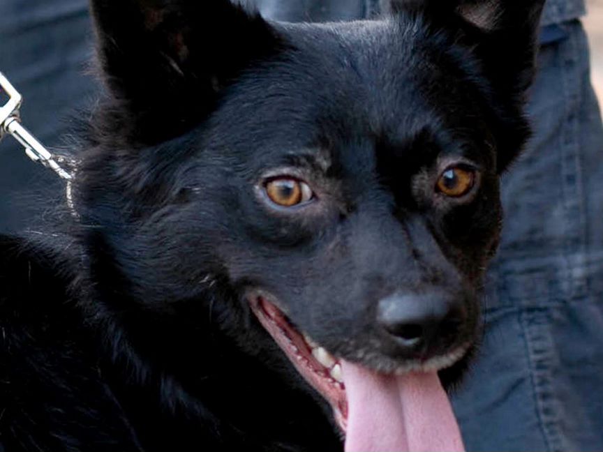 Квартирный пёсик Гудвин в добрые руки