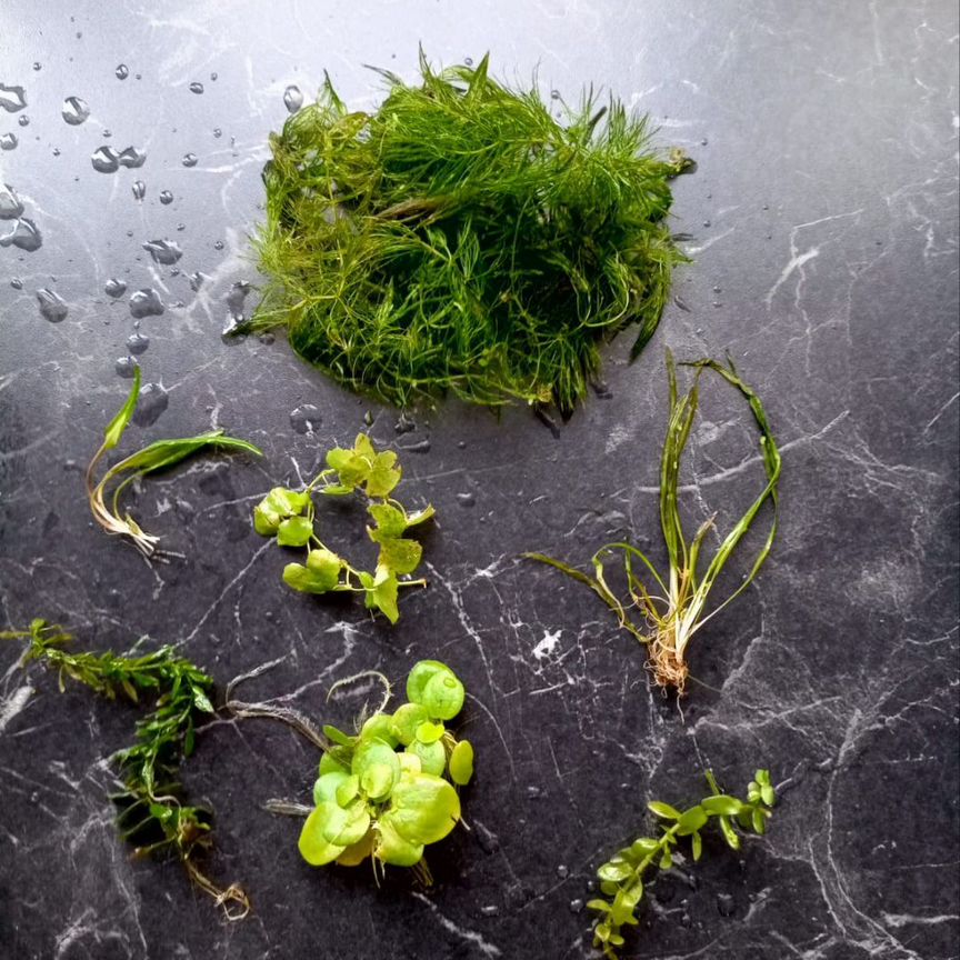 Аквариумное растение