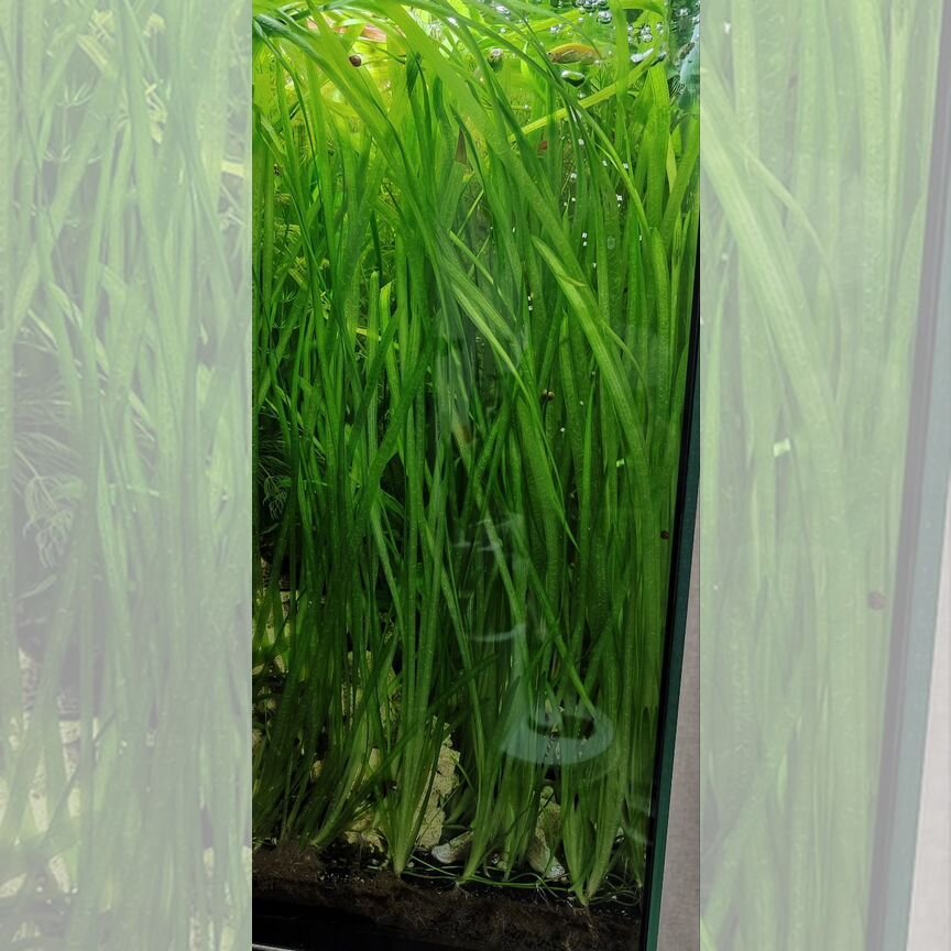 Валиснерия гигантская