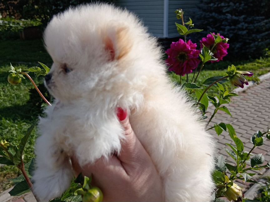 Мини мальчик шпиц