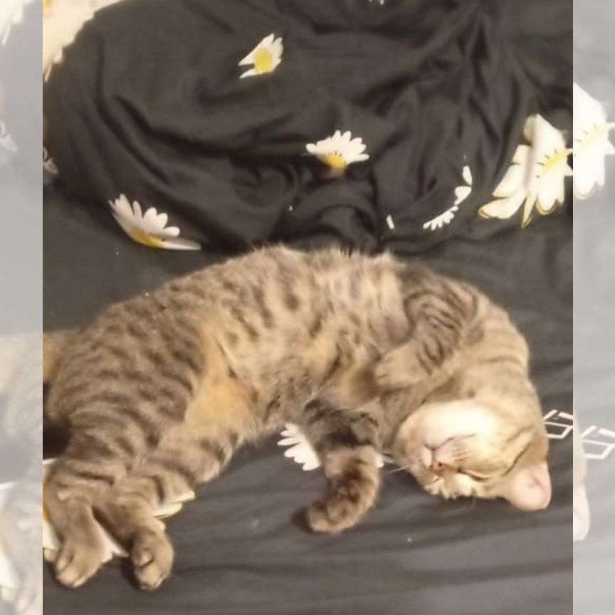 Взрослый кот в добрые руки