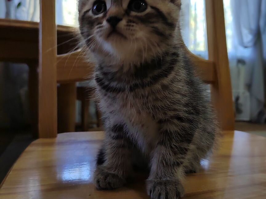 Котик в добрые руки