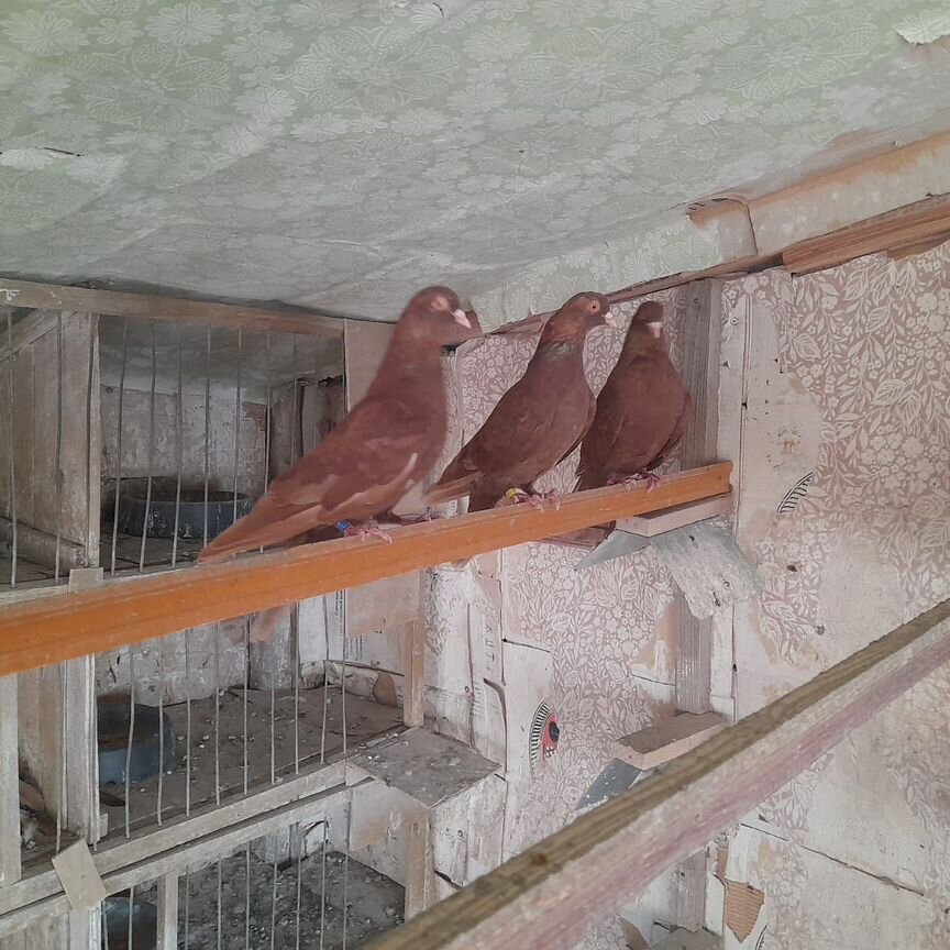 Пермские высоколетные голуби