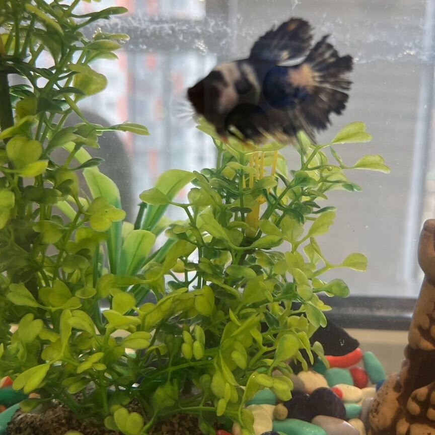 Рыбка петушок с аквариумом (девочка )