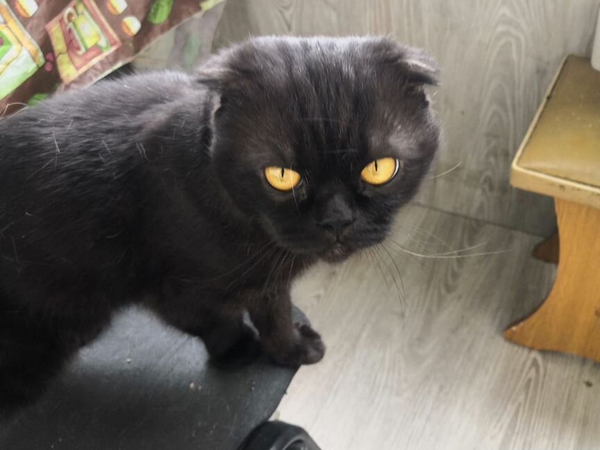 Домашние животные бесплатно кошки