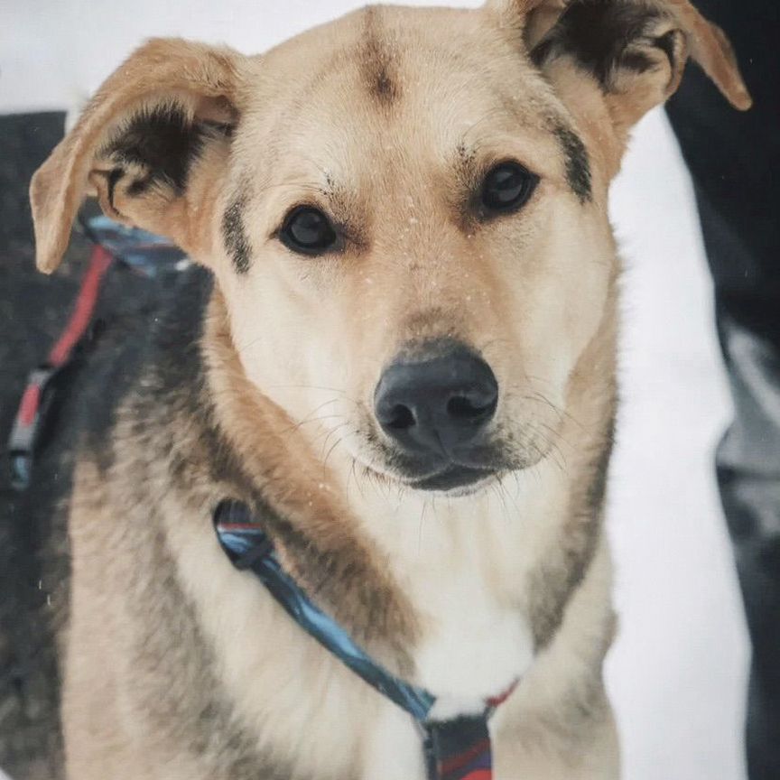 Собака в добрые руки