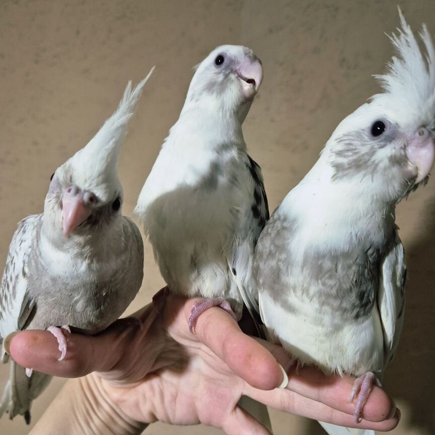 Попугай корелла ручной выкормыш