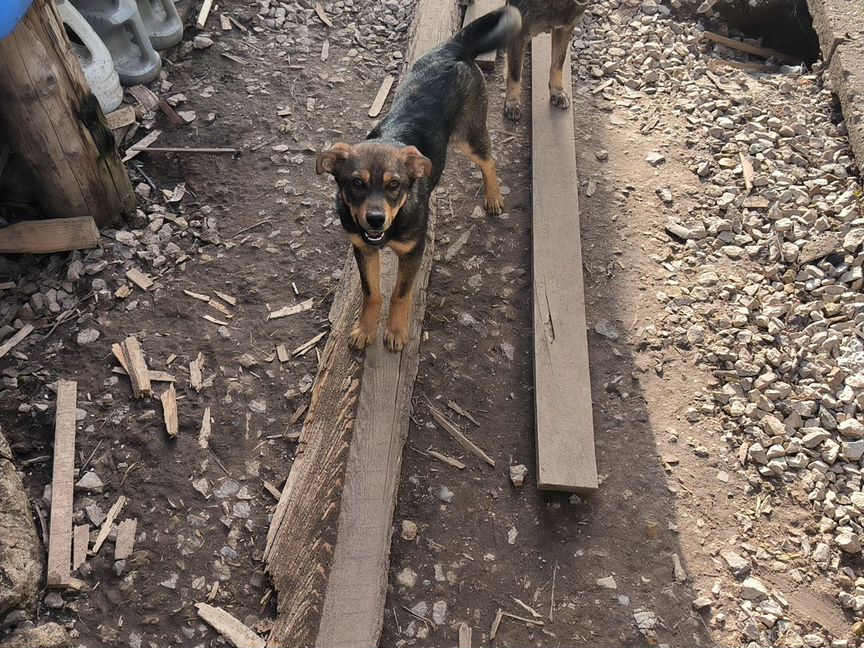 В дорые руки щенка