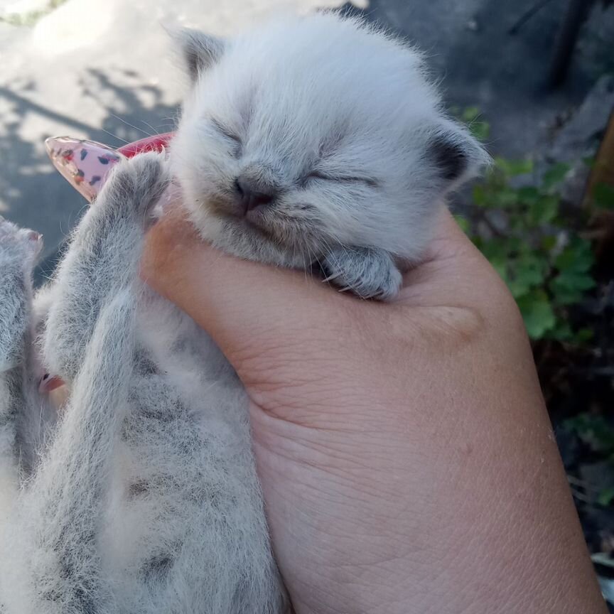 Вислоухие котята