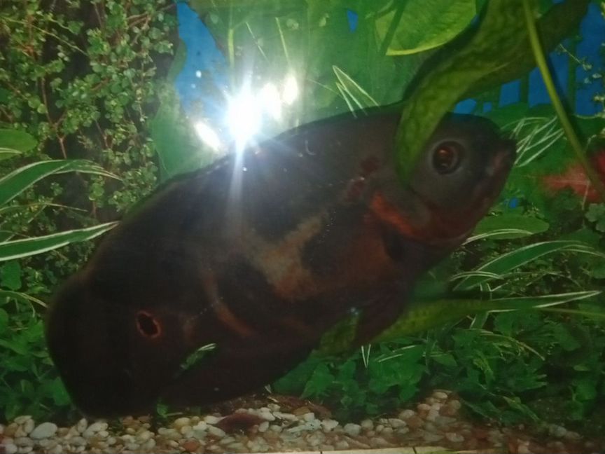 Астронотус