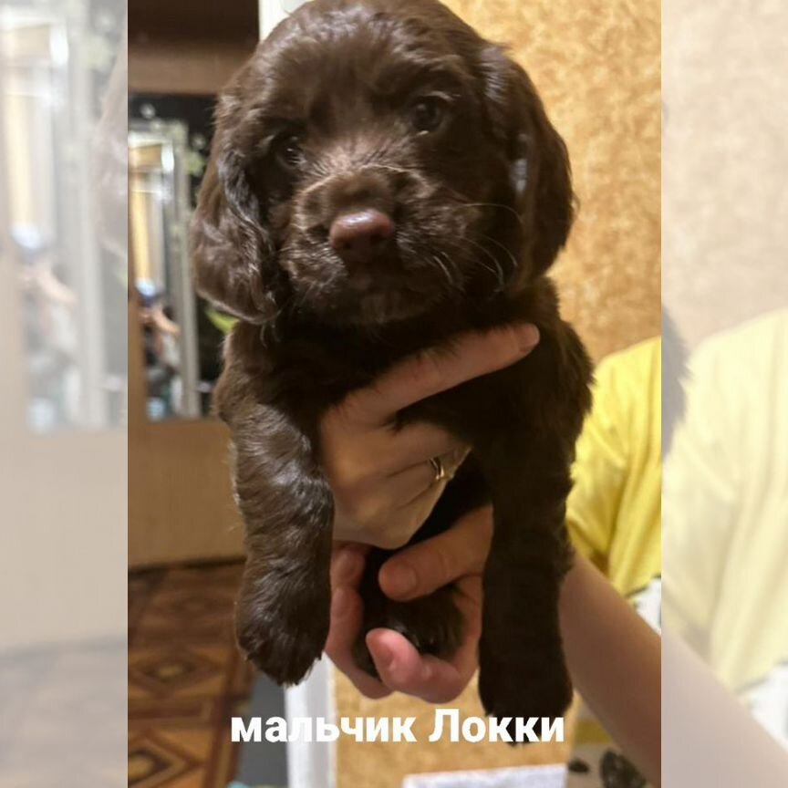 Щенки спаниеля шоколадные