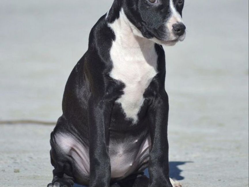 Щенки питбультерьера