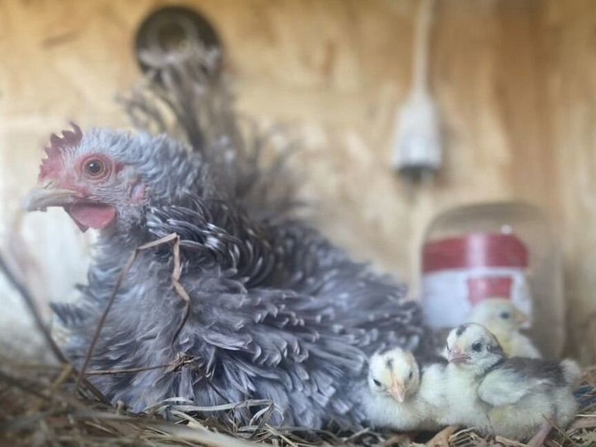 Шабо цыплята