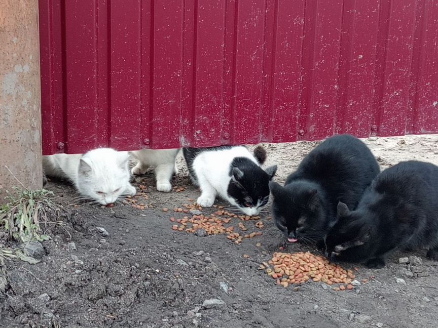 Котята в добрые руки бесплатно
