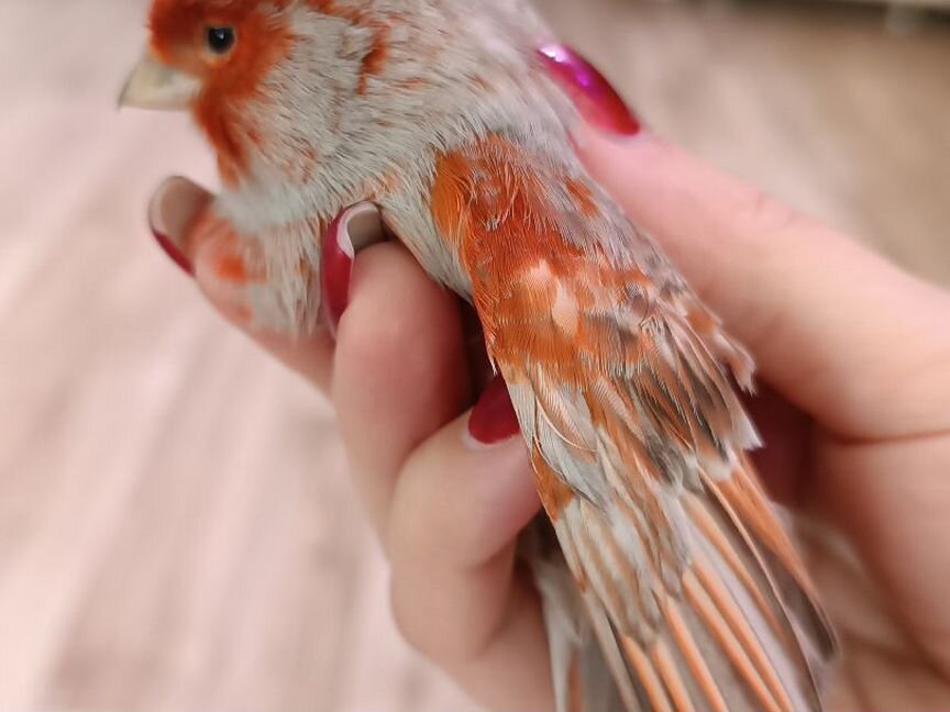 Канарейки пара