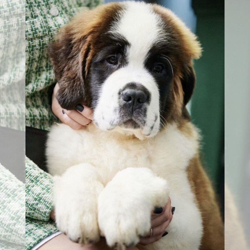 Сенбернар, щенок