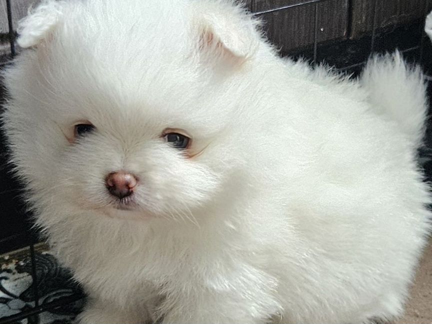 Щенки померанского шпица