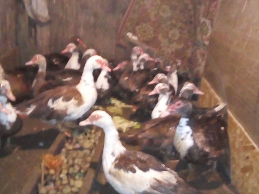 Подсадные утки