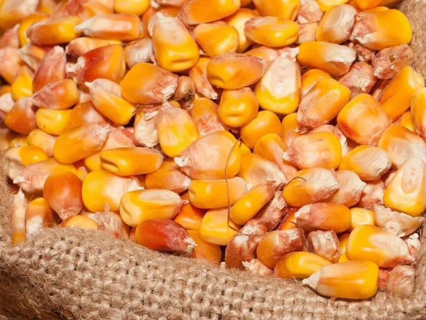 Семечко, Фуражный овёс на корм