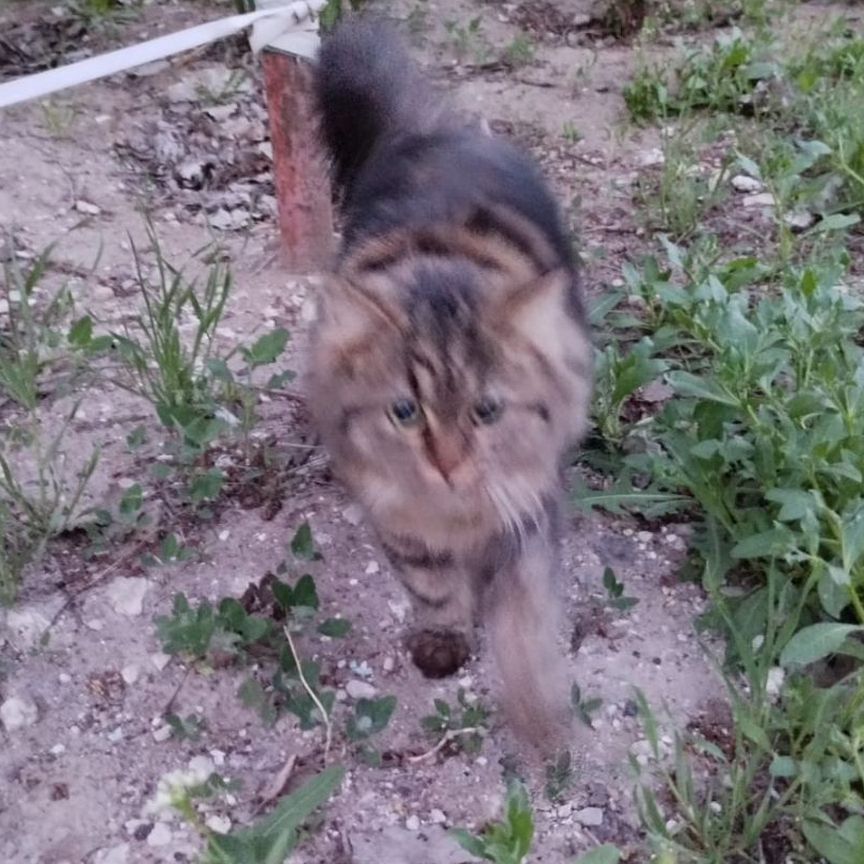 Кошечка ищет добрые руки