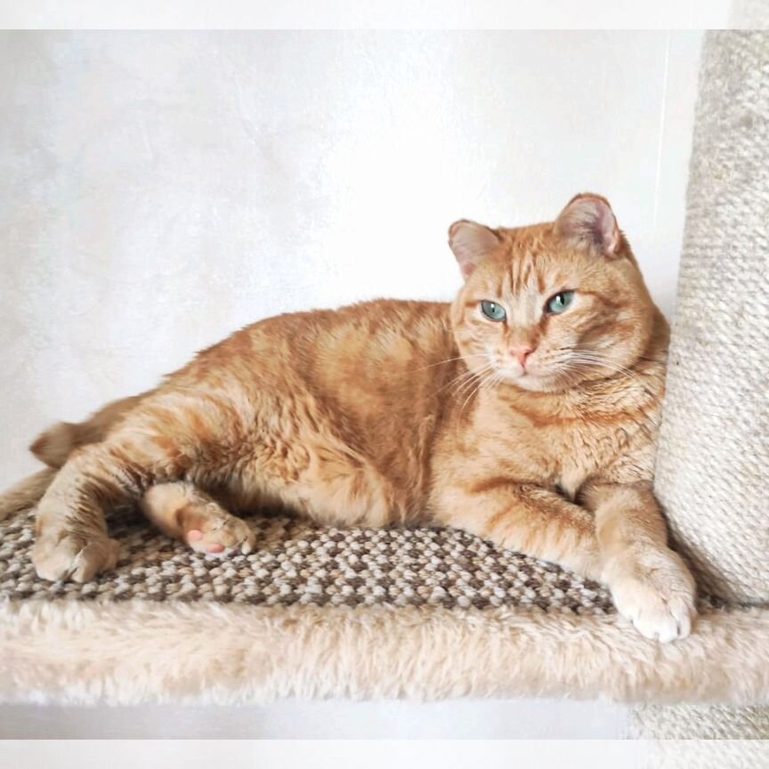 Европейский короткошёрстный, взрослый кот